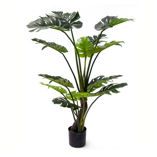 MONSTERA – Aliss Puerto Rico